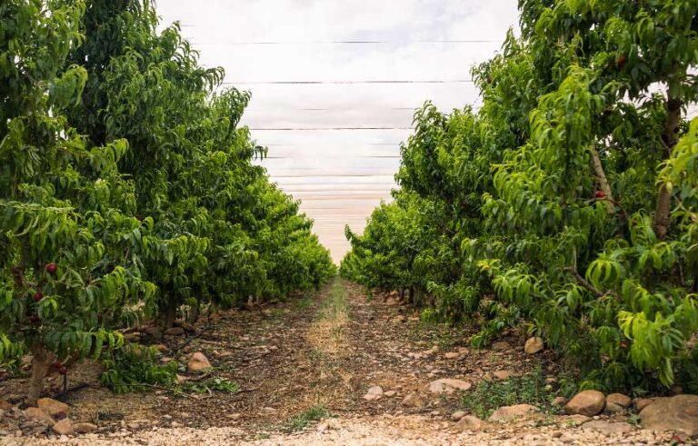 FARMS – Graaff Fruit